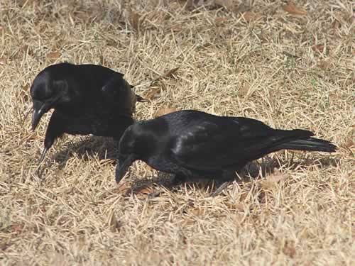 Texas Birds, Birding, Bird Watching in East Texas