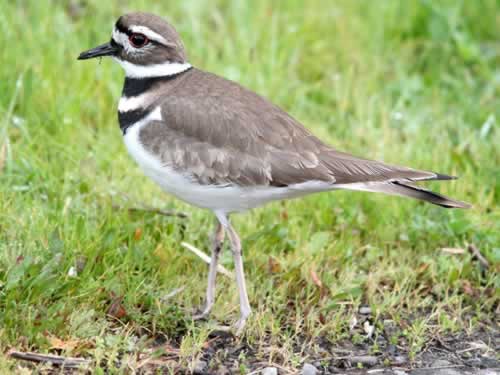 Texas Birds, Birding, Bird Watching in East Texas