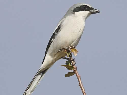 Texas Birds, Birding, Bird Watching in East Texas