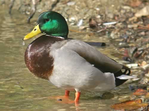 Texas Birds, Birding, Bird Watching in East Texas