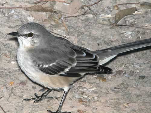 Texas Birds, Birding, Bird Watching in East Texas