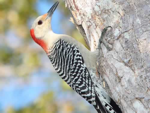 Texas Birds, Birding, Bird Watching in East Texas