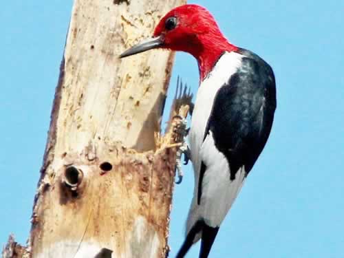 Texas Birds, Birding, Bird Watching in East Texas