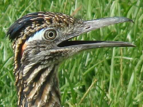 Texas Birds, Birding, Bird Watching in East Texas