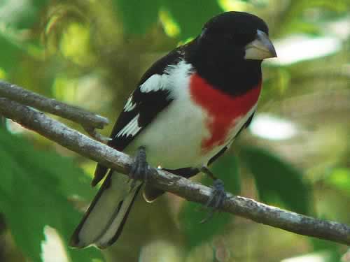 Texas Birds, Birding, Bird Watching in East Texas