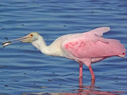 Texas Birds, Birding, Bird Watching in East Texas