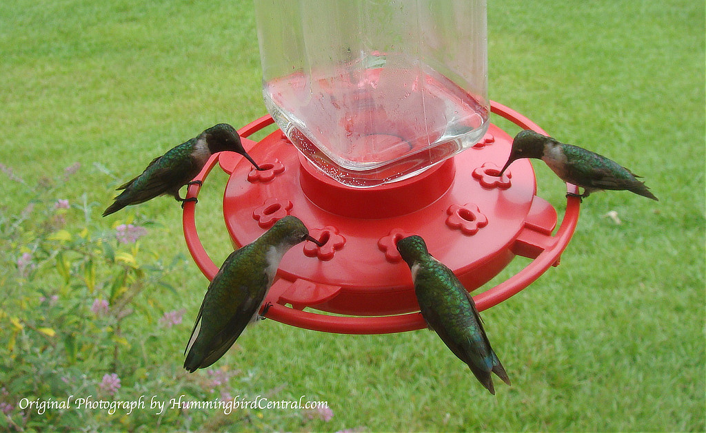 Texas Birds, Birding, Bird Watching in East Texas