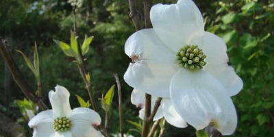 East Texas Flowers, Trees, Dogwoods, Daffodils, Wildflowers, photographs