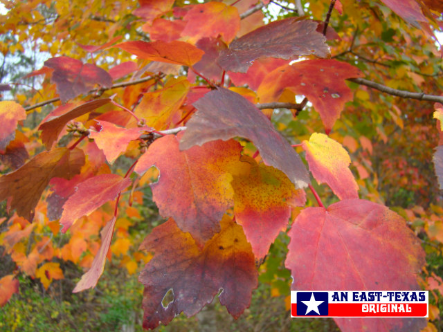 Texas 2023 fall foliage travel destinations, scenic drives, foliage ...